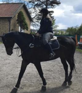 Home - Your Riding Success - Natasha Althoff